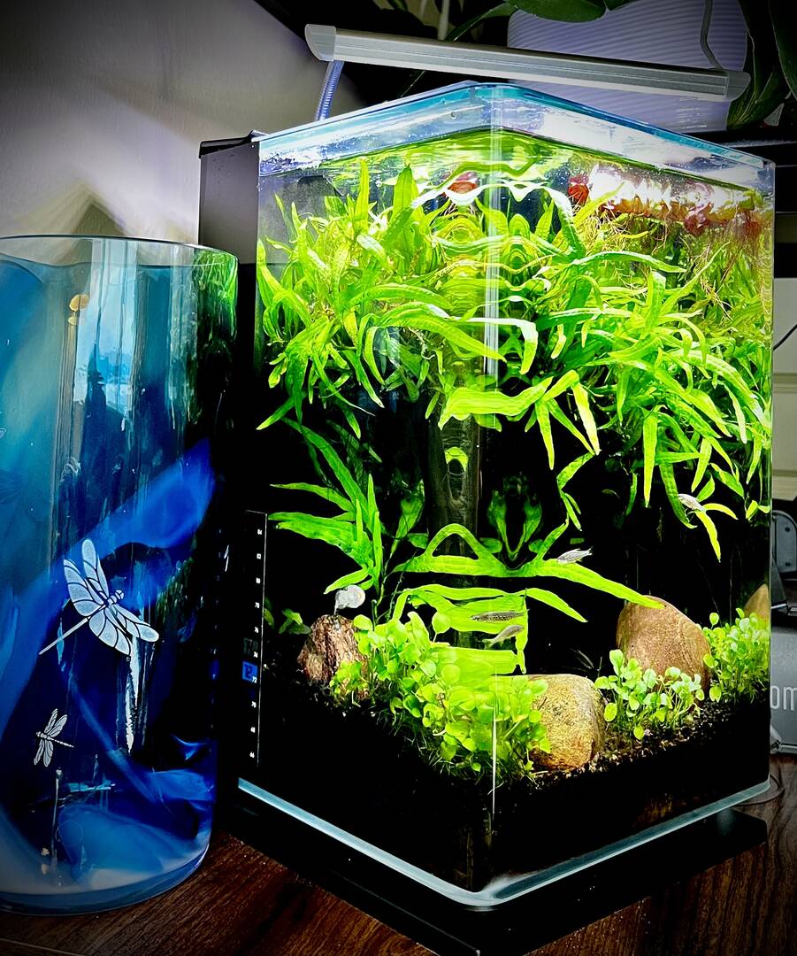 These funny little Annie’s gobies are cracking me up - General Chat ...