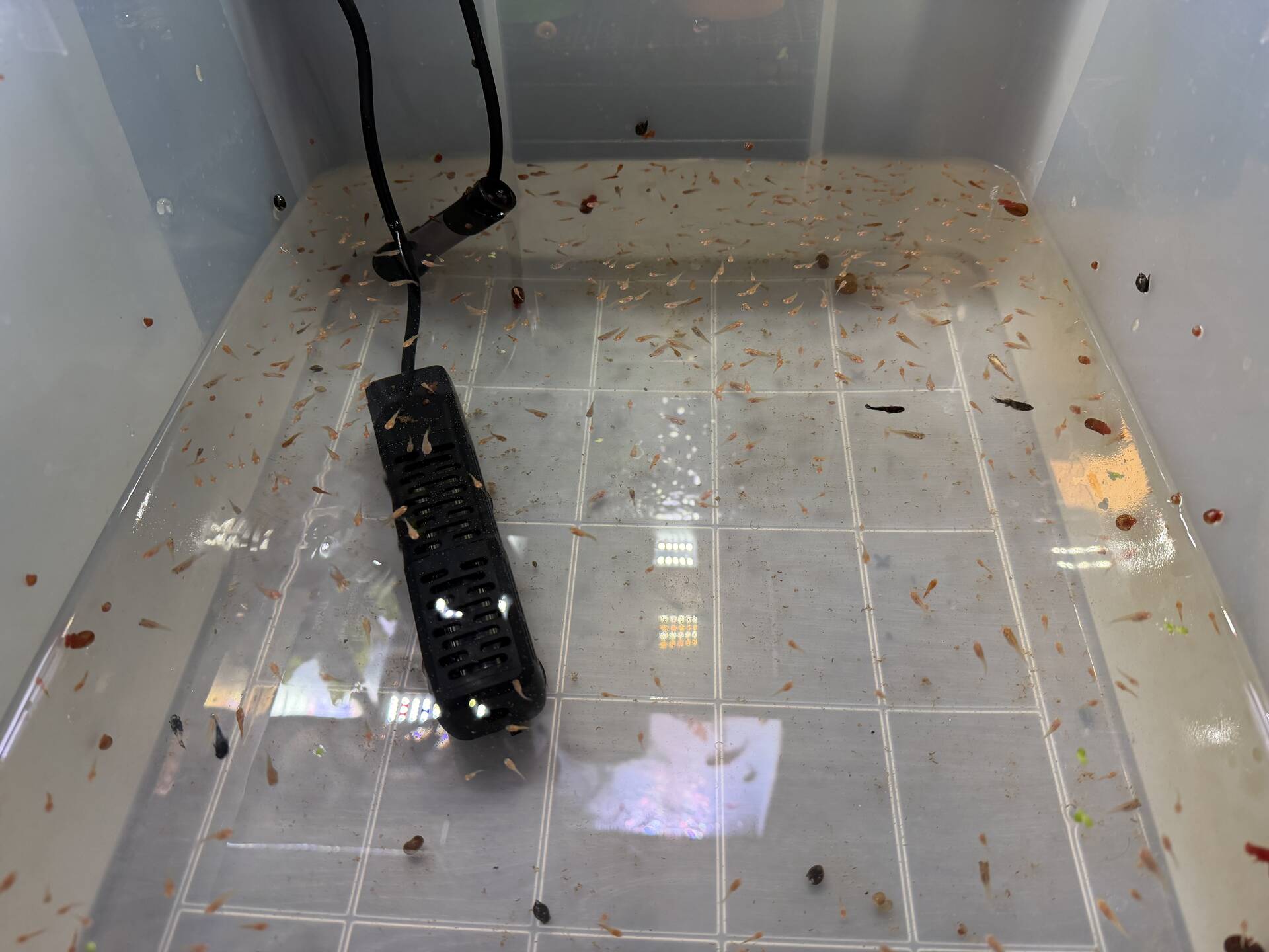 Charles' Fish Room - Swordtails, Mollies, Platys - Page 2 - Photos ...