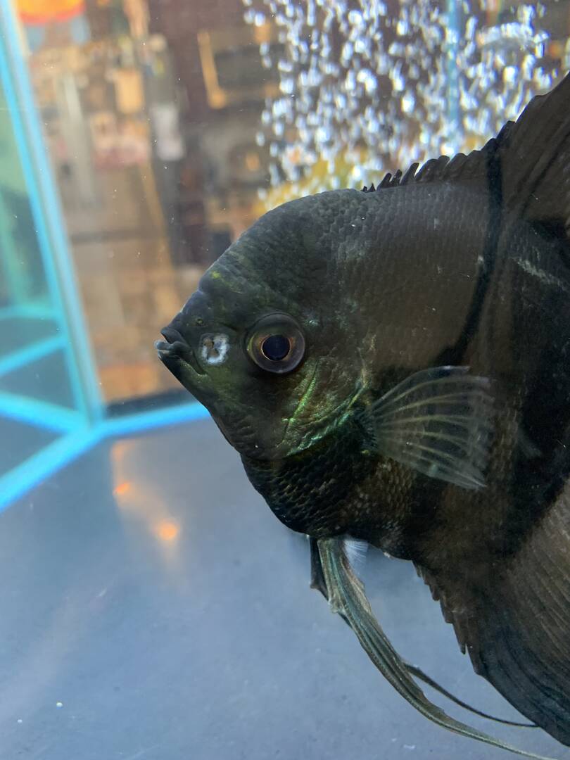 Angelfish face lesion - Diseases - Aquarium Co-Op Forum