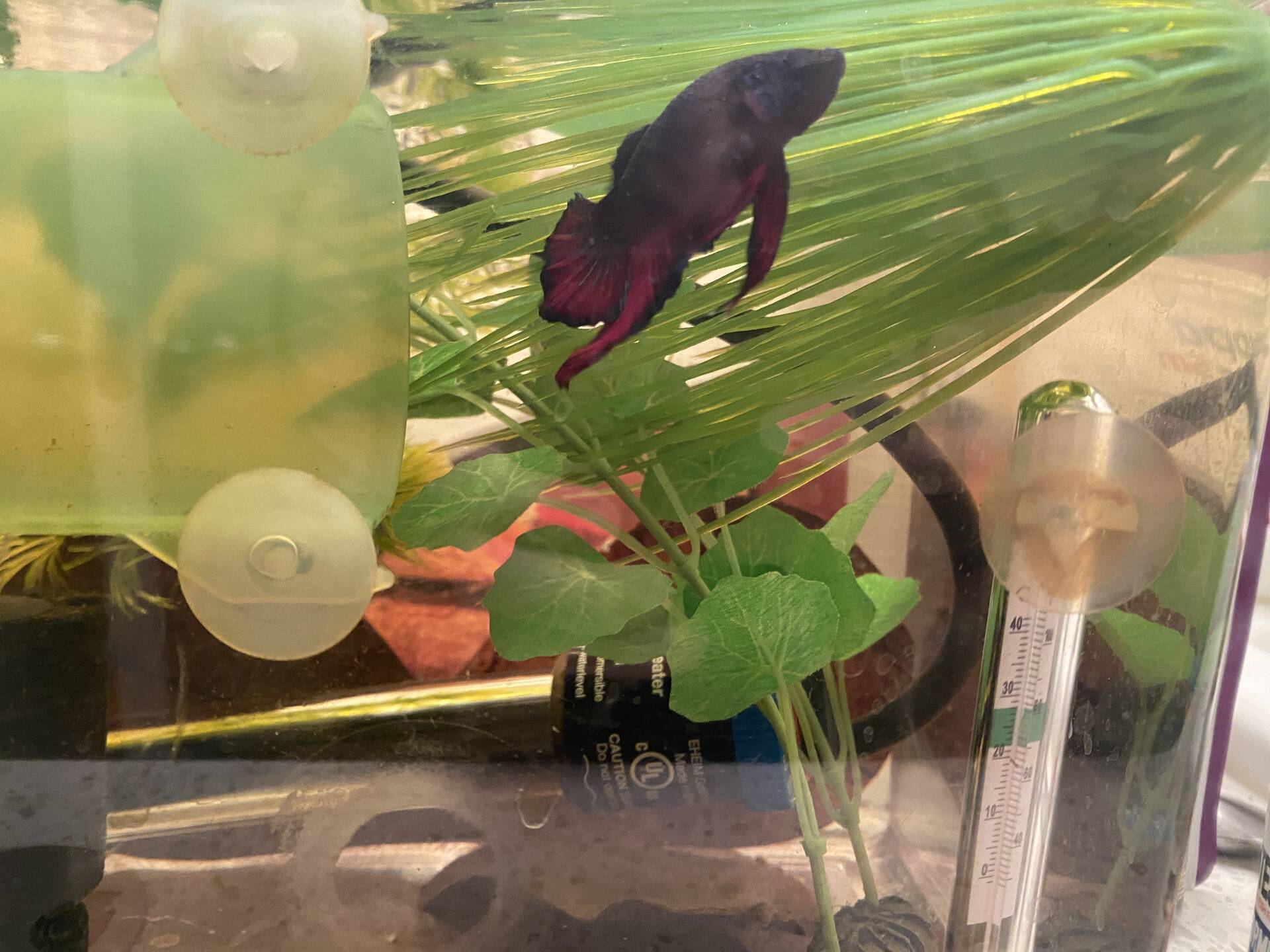 Fin rot/red gills in Betta? - Diseases - Aquarium Co-Op Forum