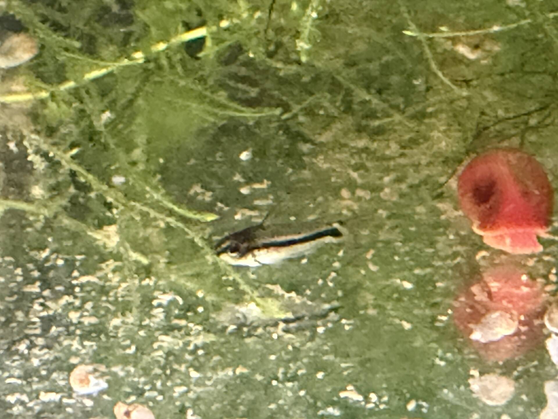 Why feed live (instead of decapsulated or frozen) BBS to cory and pleco ...