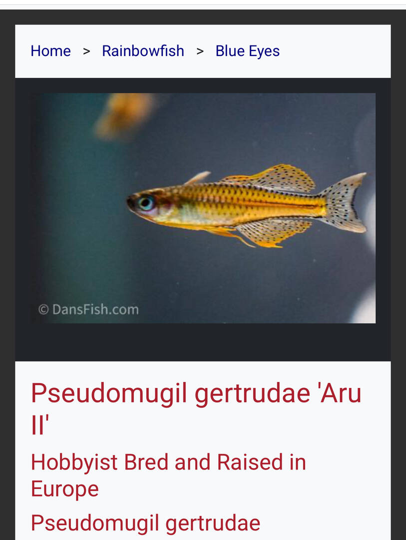 What centerpiece fish for 10 gallon with cpd group? - General Chat ...