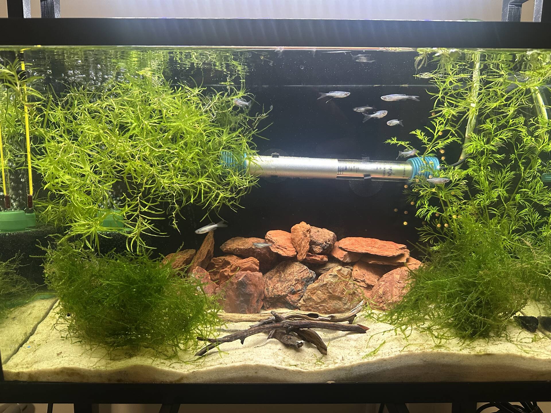 Help me decide! Neo Shrimp Color! - Shrimp Chat - Aquarium Co-Op Forum