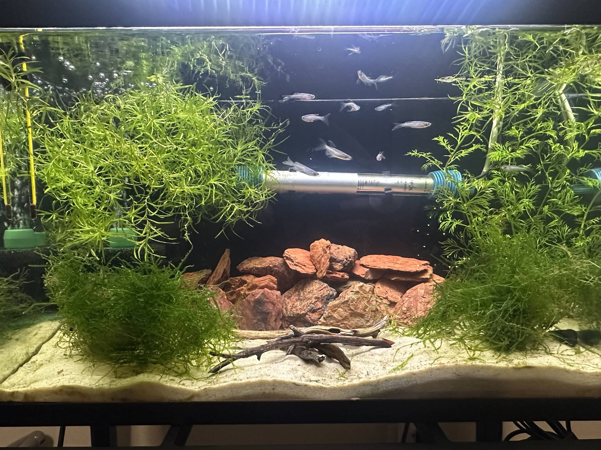 Help me decide! Neo Shrimp Color! - Shrimp Chat - Aquarium Co-Op Forum
