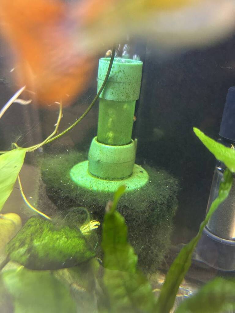 Hair algae on sponge filter - Plants, Algae, and Fertilizers - Aquarium ...