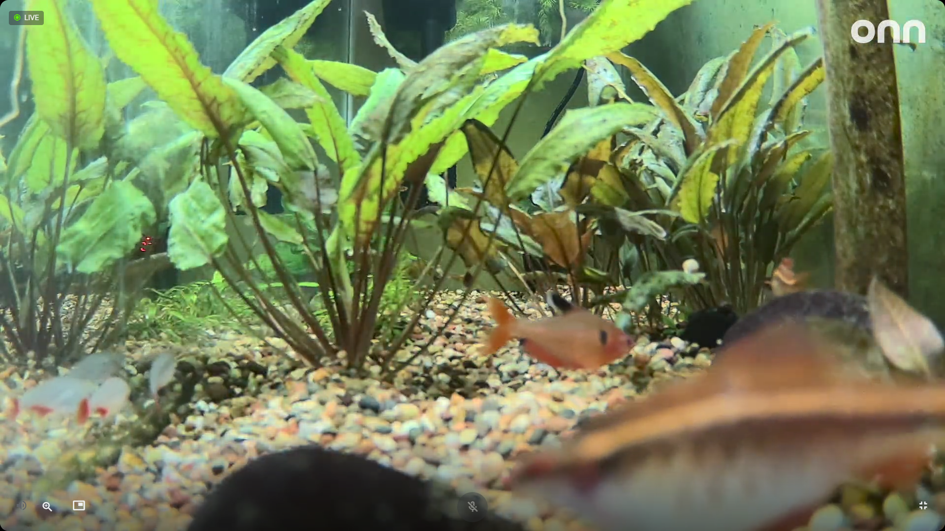 Is AI replacing forums? - Off Topic General - Aquarium Co-Op Forum