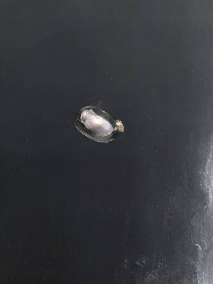 Hillstream fry and Hydra ¿ - Fish Breeding - Aquarium Co-Op Forum