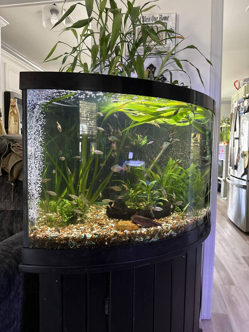 Discus - General Chat - Aquarium Co-Op Forum