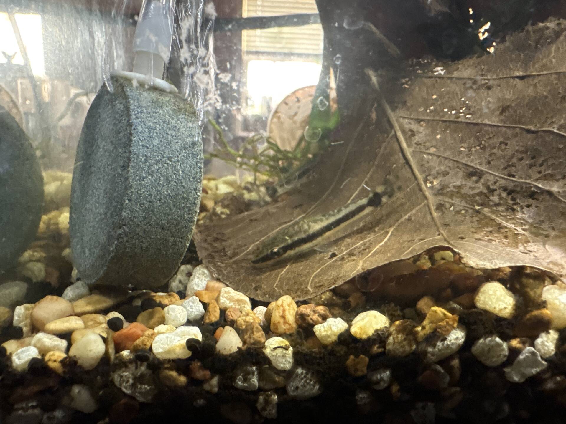 Otocinclus Catfish - General Chat - Aquarium Co-Op Forum