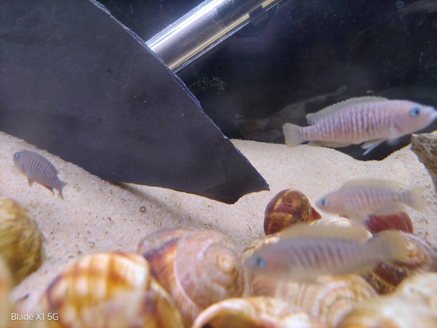 Multies have spawned! - Fish Breeding - Aquarium Co-Op Forum