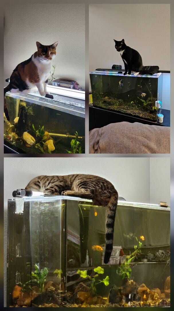 Aquarium Loving Pets - Page 2 - Other Pets - Aquarium Co-Op Forum