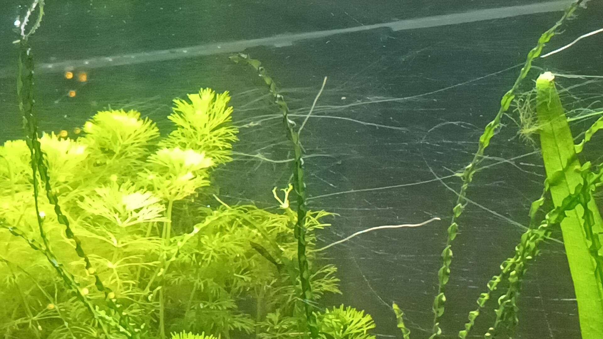 Stringy Hair Algae - Plants, Algae, and Fertilizers - Aquarium Co-Op Forum