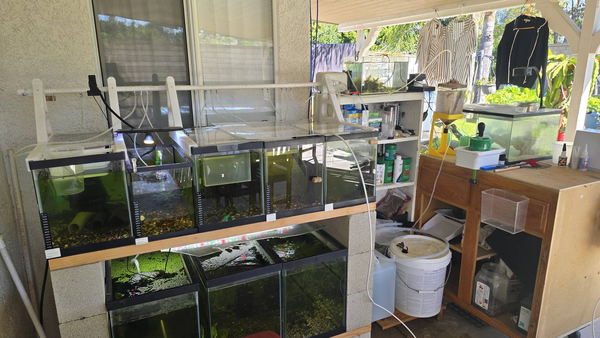 My Outdoor Fish Corner - Photos, Videos & Journals - Aquarium Co-Op Forum