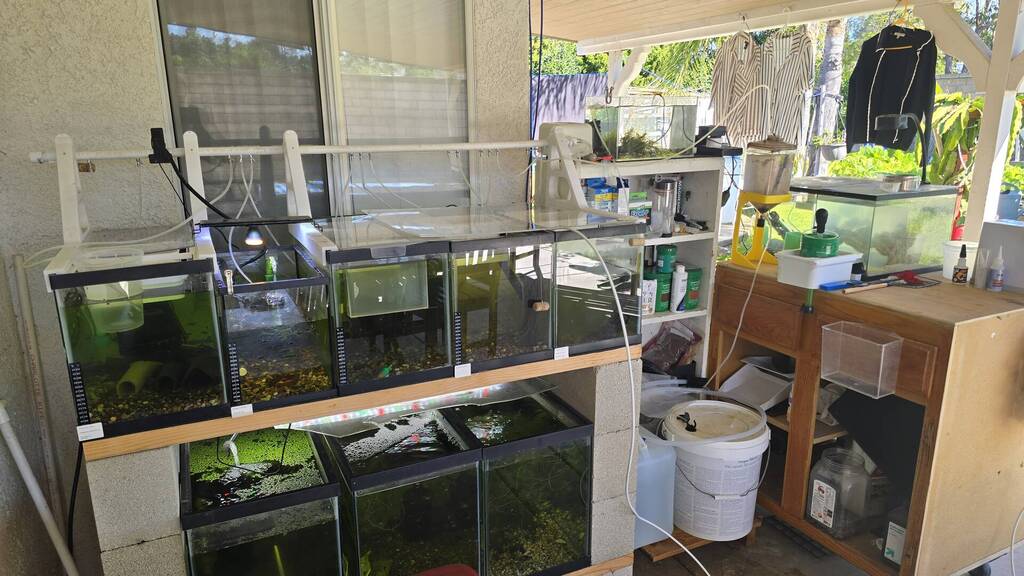 My Outdoor Fish Corner - Photos, Videos & Journals - Aquarium Co-Op Forum