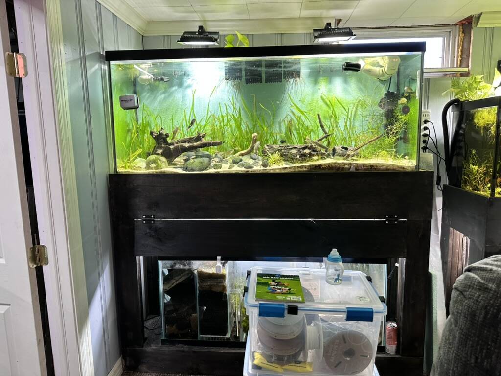 Show me your Fahaka Tanks! - General Chat - Aquarium Co-Op Forum