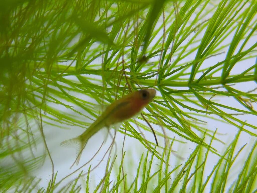 Mysterious String of Fish Deaths - General Chat - Aquarium Co-Op Forum