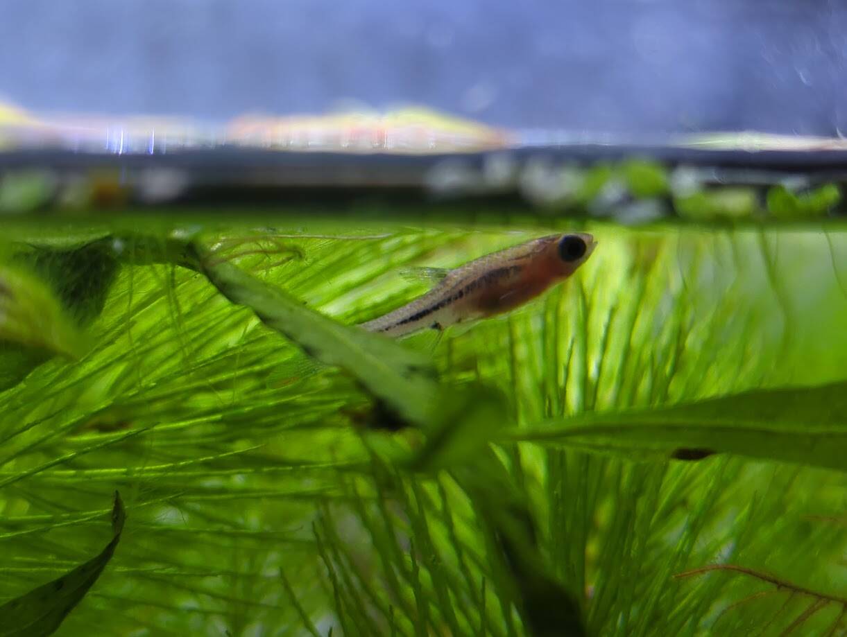 Mysterious String of Fish Deaths - General Chat - Aquarium Co-Op Forum