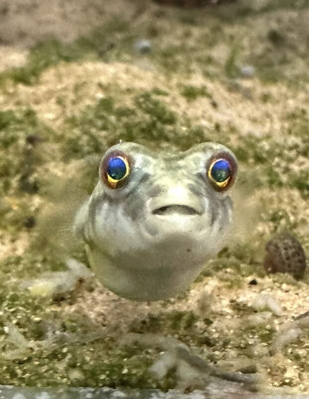 Show me your Fahaka Tanks! - General Chat - Aquarium Co-Op Forum