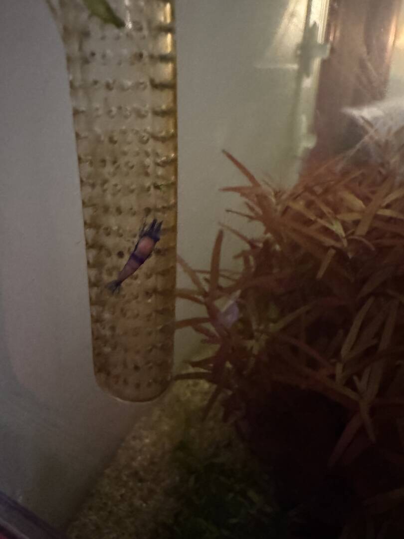 Picture of sick shrimp? - Shrimp Chat - Aquarium Co-Op Forum