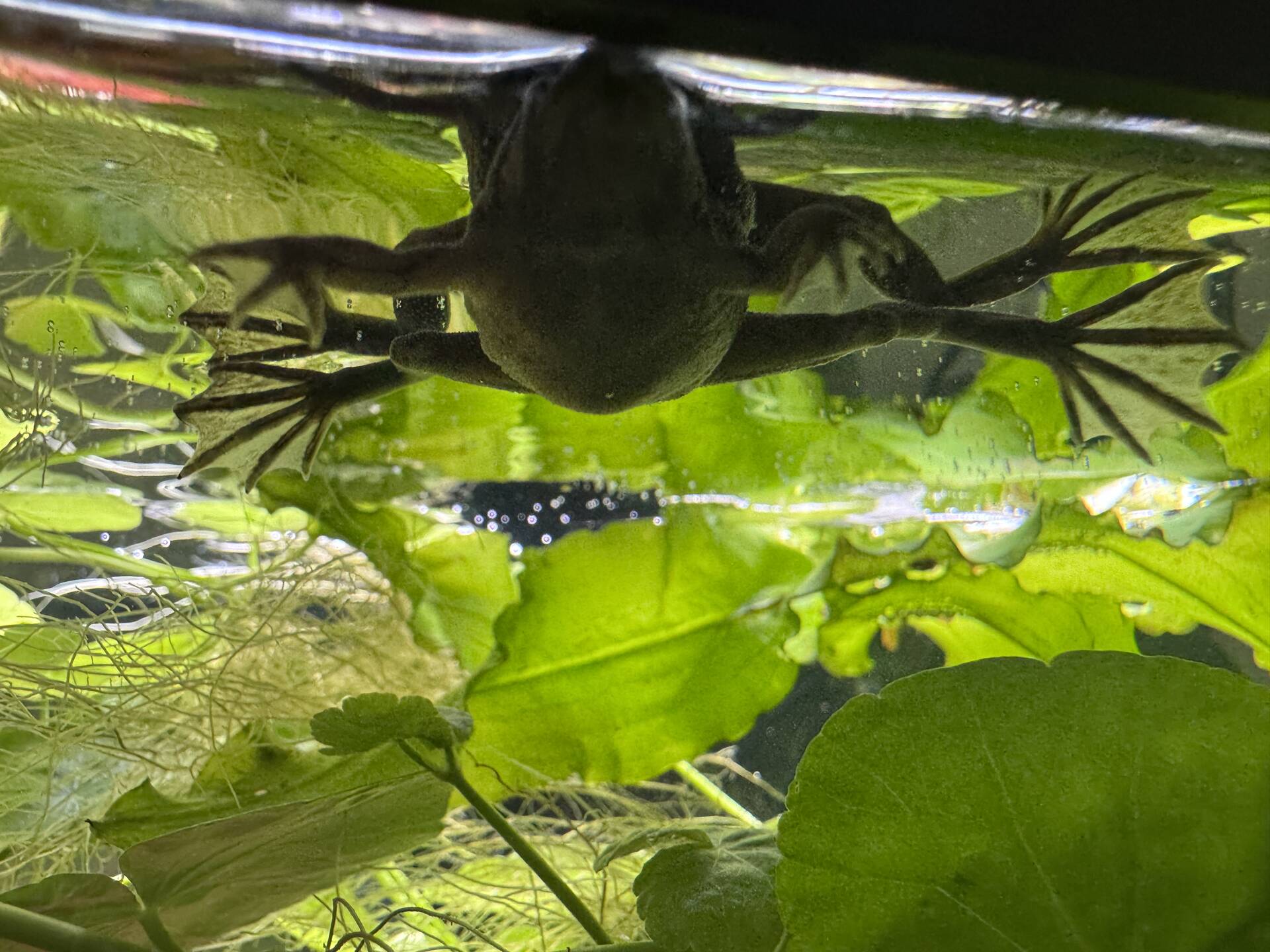 African dwarf frog potential impaction? - Diseases - Aquarium Co-Op Forum