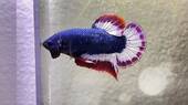 Rice Paddy Splendens - Aquarium Co-Op Forum