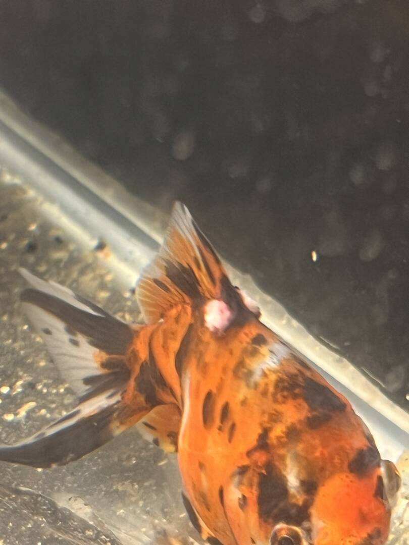 Growths on Goldfish - Diseases - Aquarium Co-Op Forum