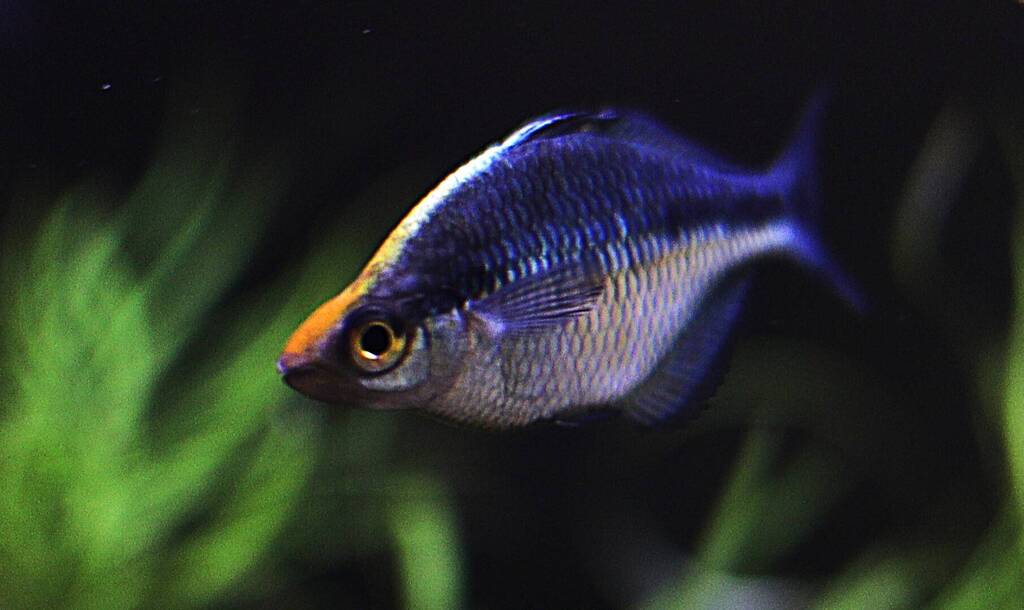 Turquoise Rainbowfish Showing Off! - Photos, Videos & Journals ...