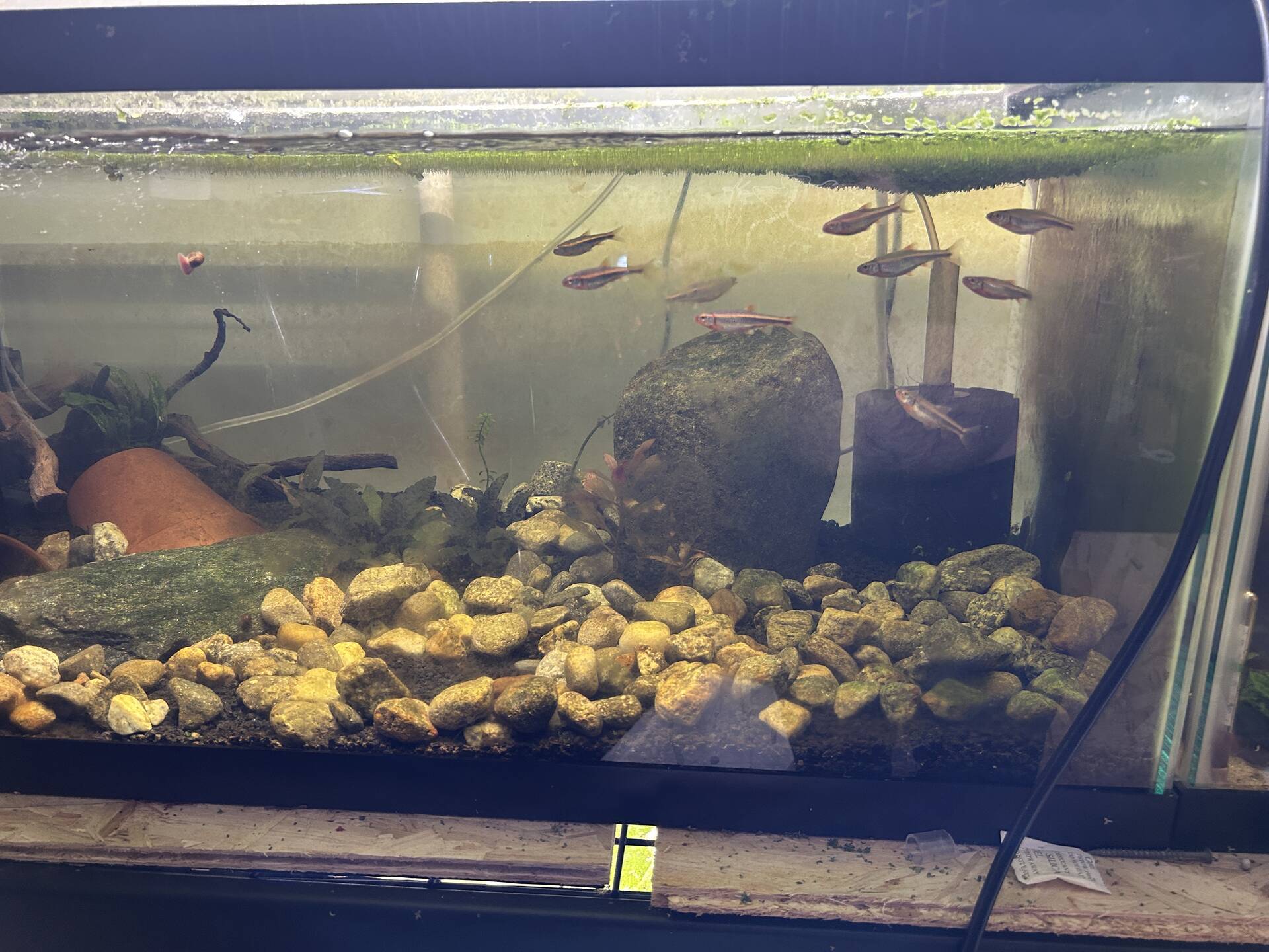 Fish-room Journal - Photos, Videos & Journals - Aquarium Co-Op Forum