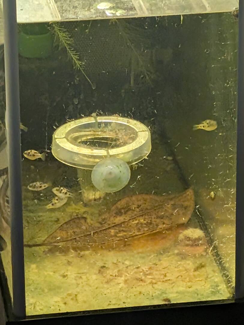 Some of my fry - Photos, Videos & Journals - Aquarium Co-Op Forum