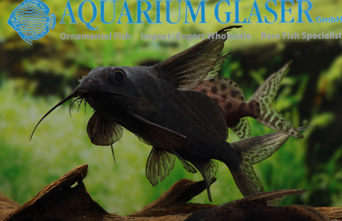 Can someone tell me what type of catfish this is? - General Chat ...