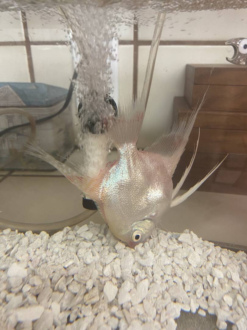 Angel Fish Keep Dying - Diseases - Aquarium Co-Op Forum