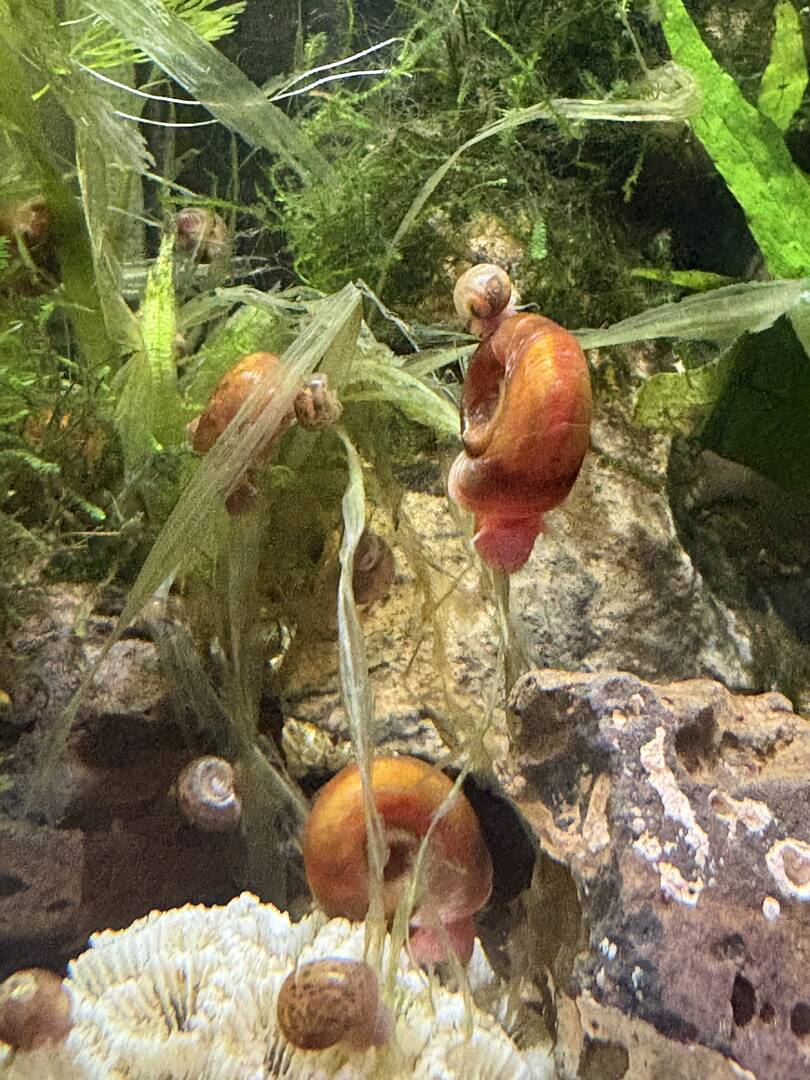 So......what should I do with all these snails? - Snails Chat ...