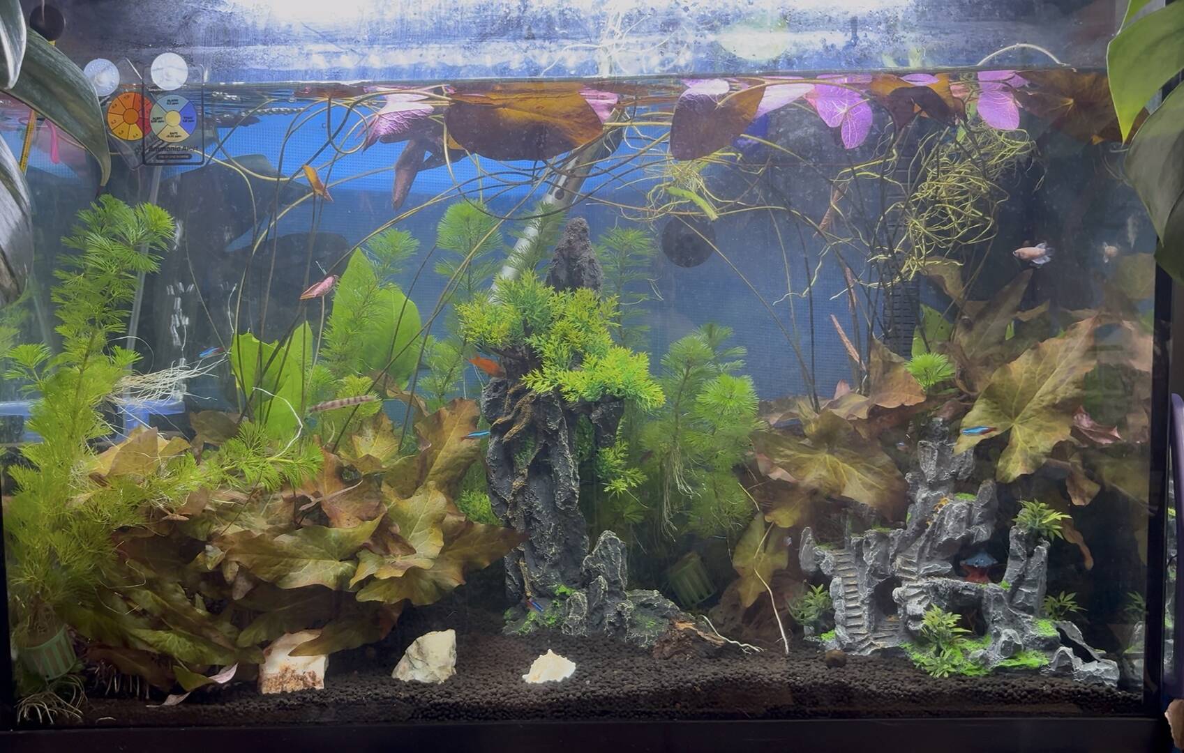 Am I imagining things? - General Chat - Aquarium Co-Op Forum
