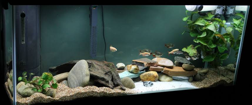 Landscape edging to separate substrates? - General Chat - Aquarium Co ...