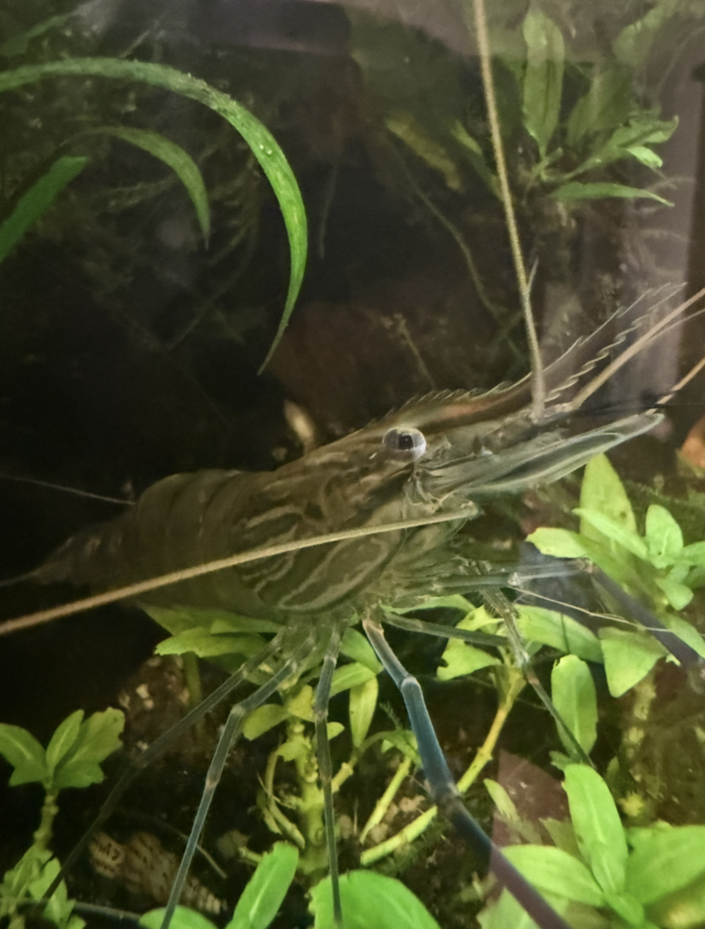 Ghost Shrimp? - Shrimp Chat - Aquarium Co-Op Forum