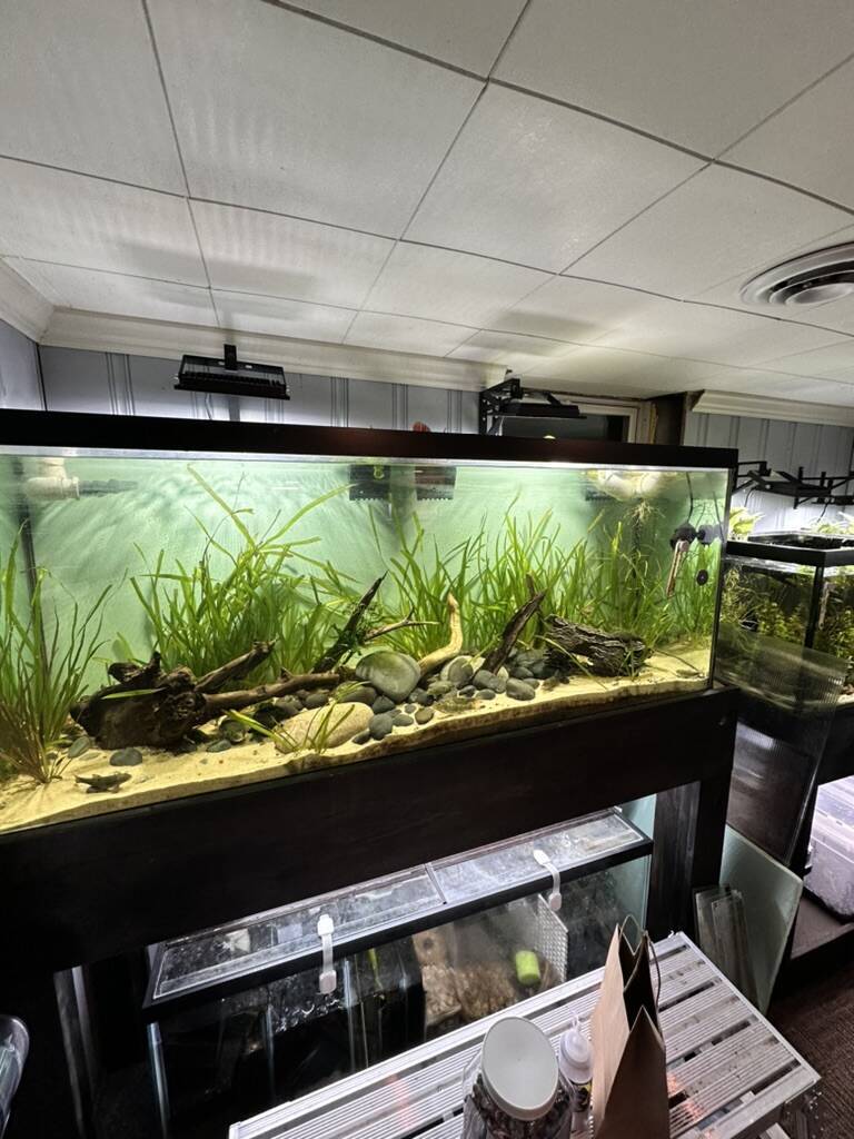 Show me your Fahaka Tanks! - General Chat - Aquarium Co-Op Forum
