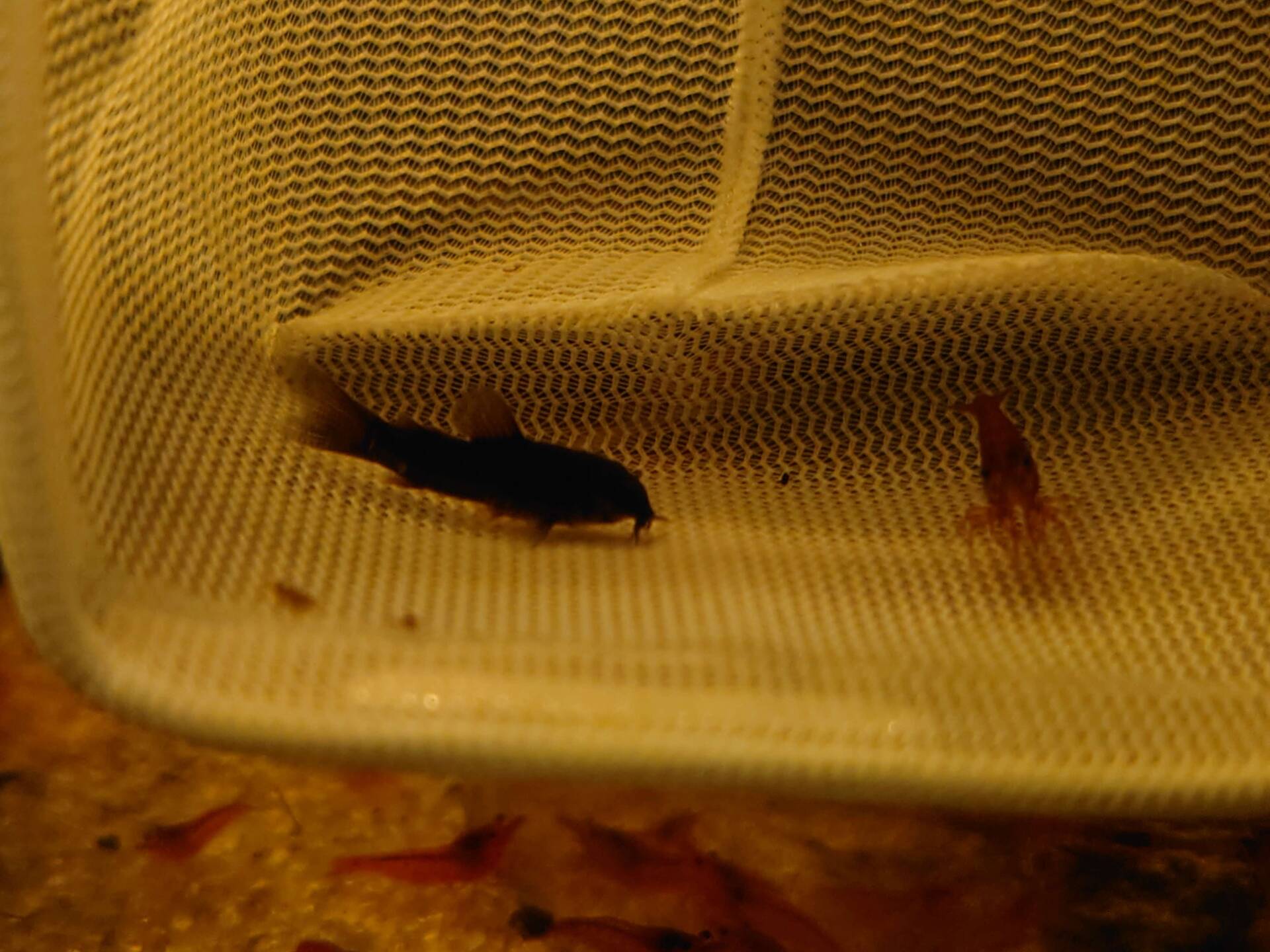 Runty Corydoras aeneus fry - Fish Breeding - Aquarium Co-Op Forum
