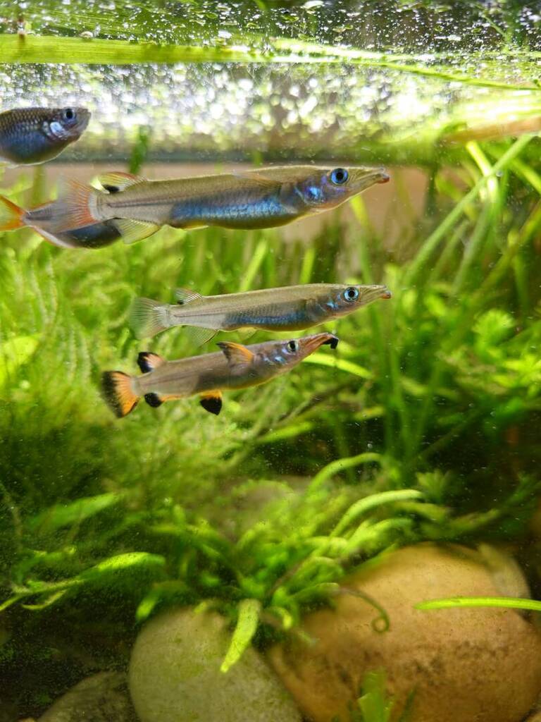 Keeping and Breeding Halfbeaks, A rare oddball Livebearer - Photos ...