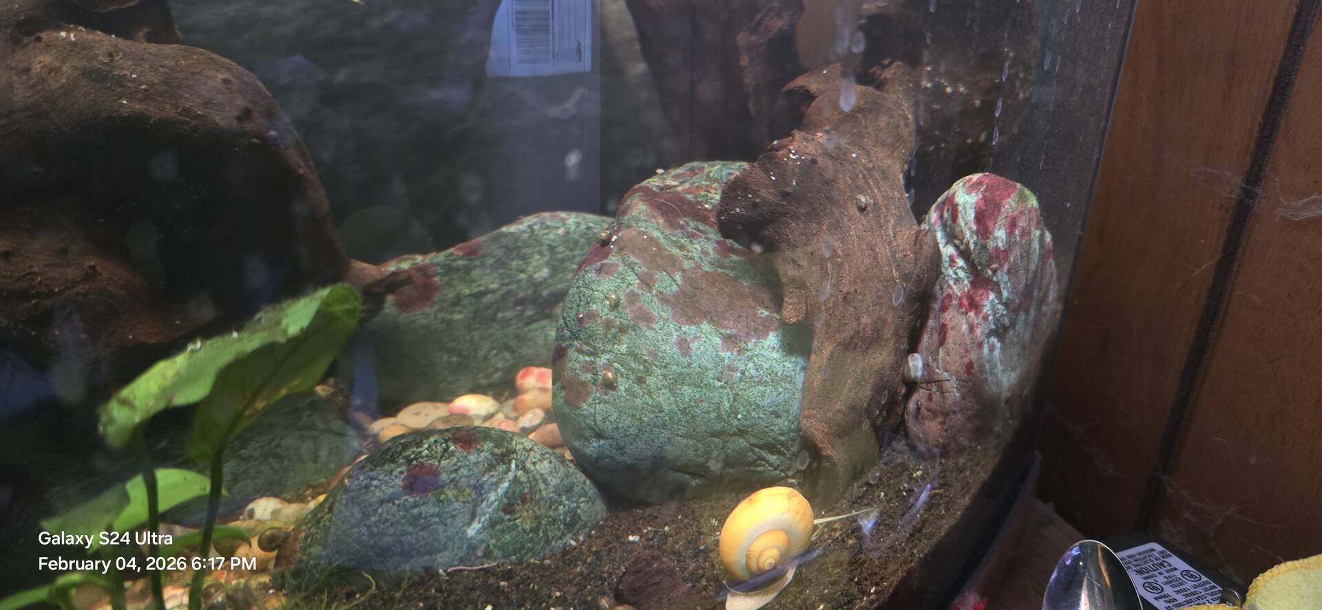 Red spot algae - Plants, Algae, and Fertilizers - Aquarium Co-Op Forum