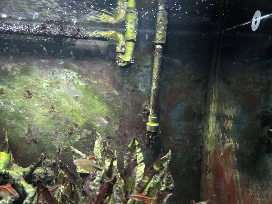 Need help with algae growth in Aquarium - General Chat - Aquarium Co-Op ...