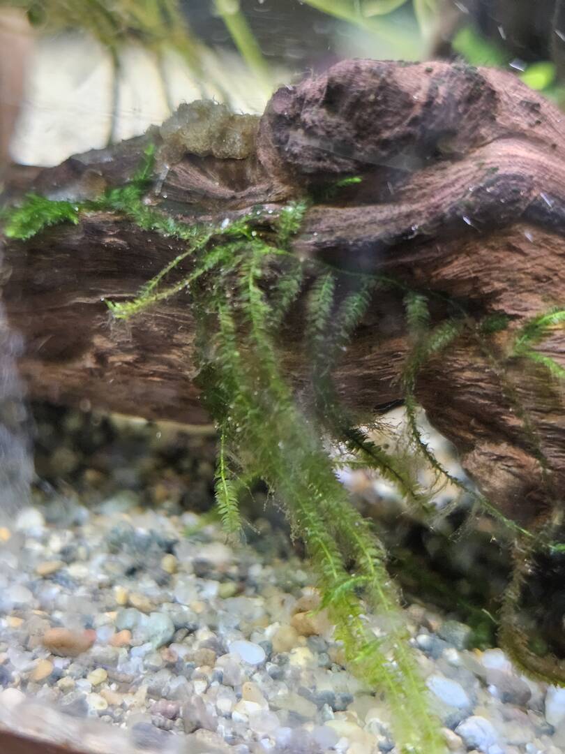 Fren shaped algae - Plants, Algae, and Fertilizers - Aquarium Co-Op Forum