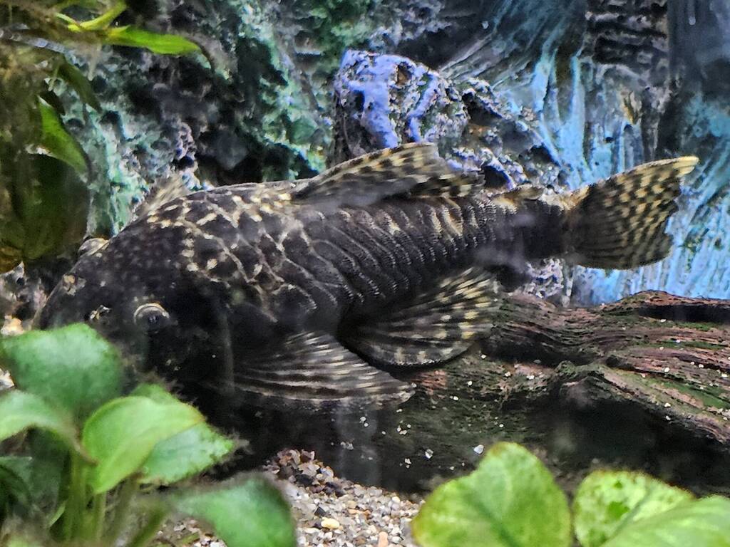 Is this a common pleco? - General Chat - Aquarium Co-Op Forum