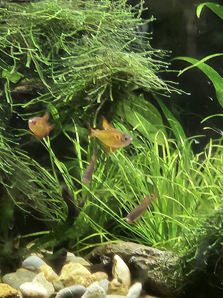White Bumps on New Red Cherry Tetra Mouths - Diseases - Aquarium Co-Op ...
