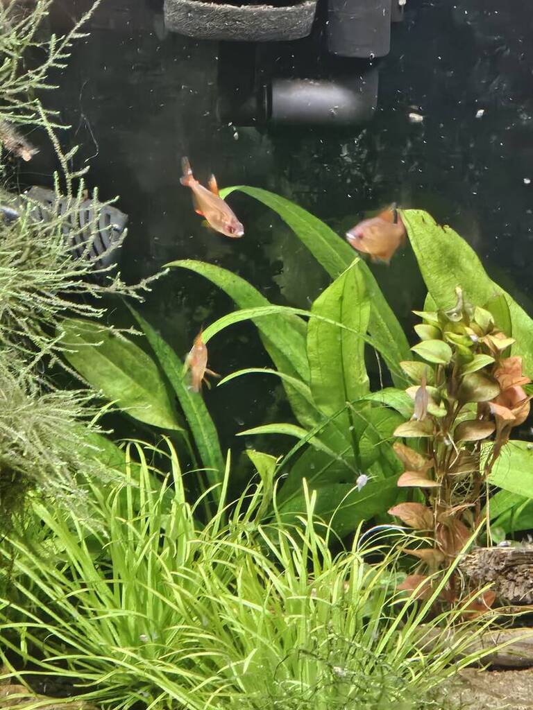 White Bumps on New Red Cherry Tetra Mouths - Diseases - Aquarium Co-Op ...