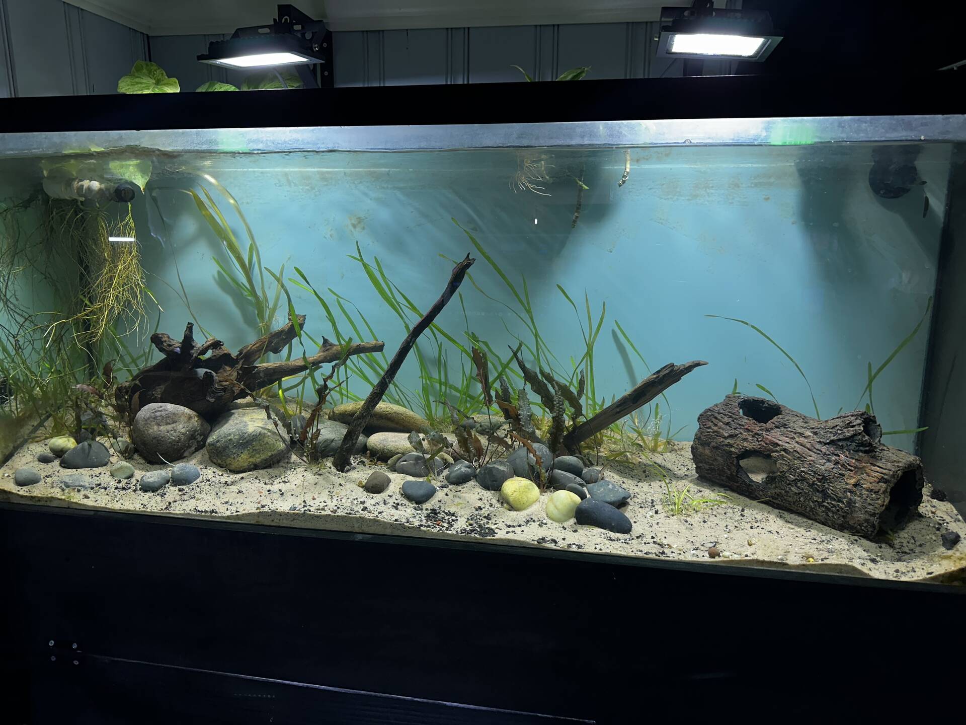 Show me your Fahaka Tanks! - General Chat - Aquarium Co-Op Forum