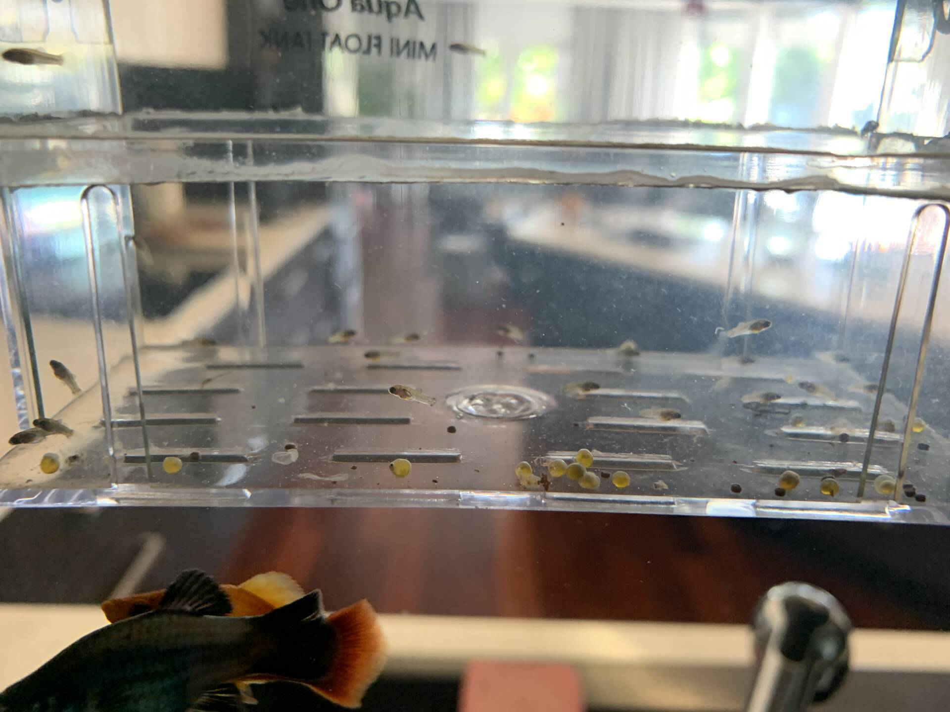 New platy fry plus spheres - Fish Breeding - Aquarium Co-Op Forum