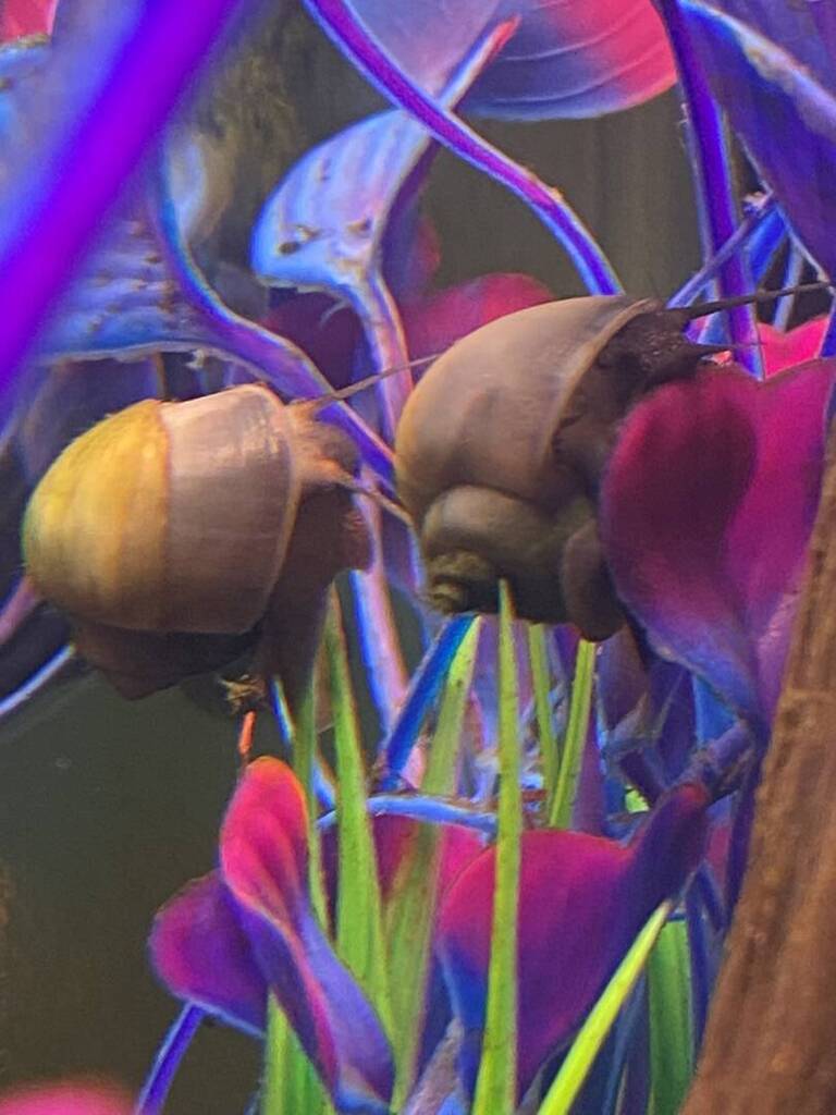 Should I be worried - snail shell - Snails Chat - Aquarium Co-Op Forum