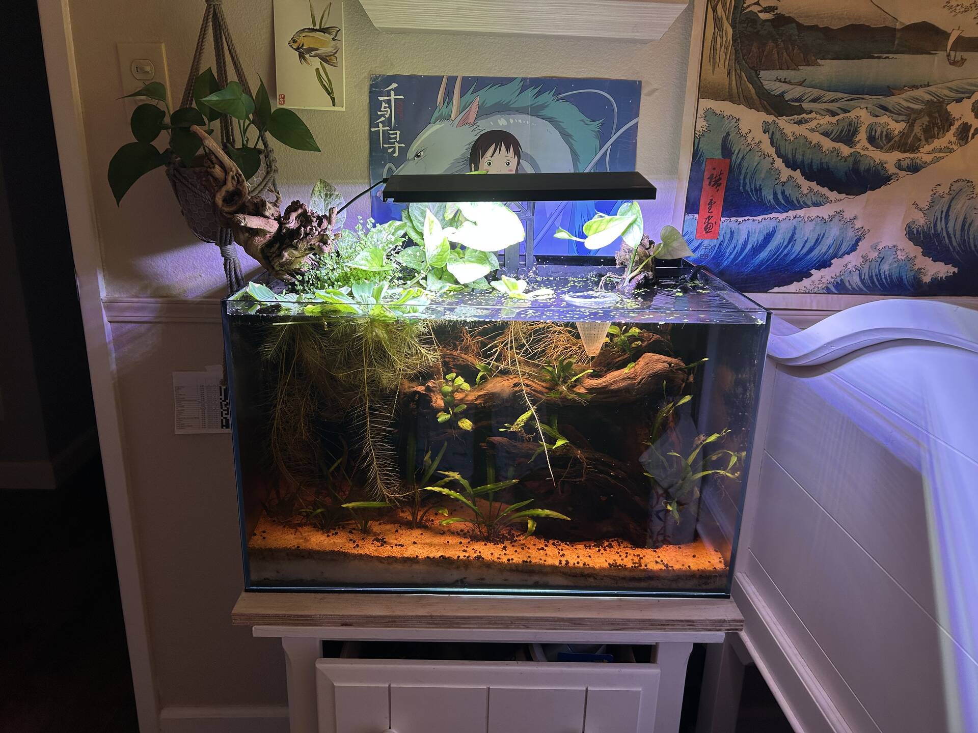 Ryoboku Riparium - General Chat - Aquarium Co-Op Forum