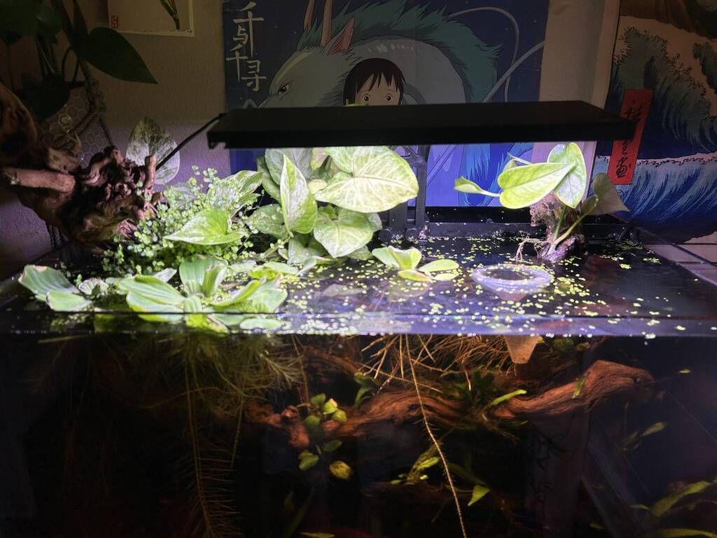 Ryoboku Riparium - General Chat - Aquarium Co-Op Forum
