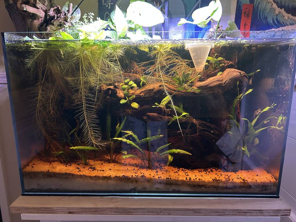 Ryoboku Riparium - General Chat - Aquarium Co-Op Forum